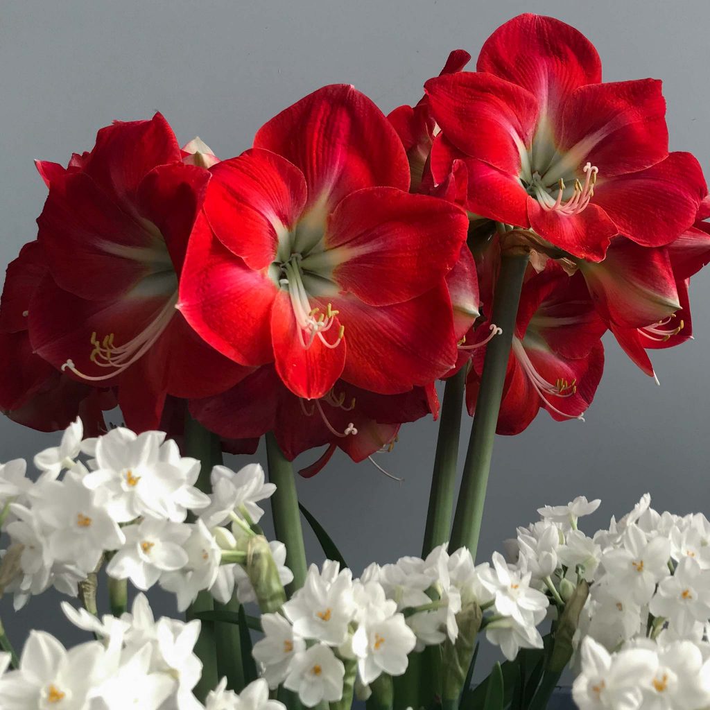 COLORBLENDS® Wholesale Flower Bulbs from Holland