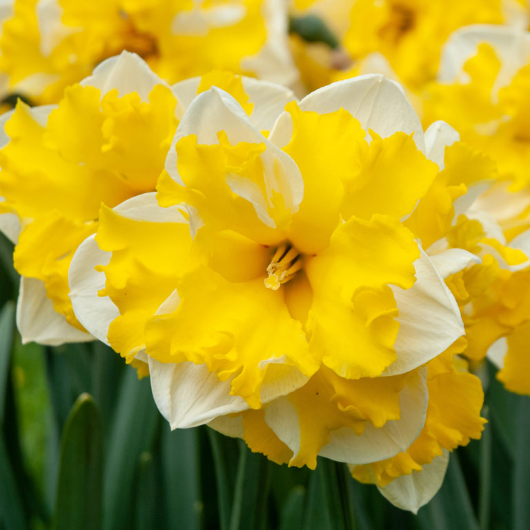 Uncommon Daffodil Bulbs | Colorblends