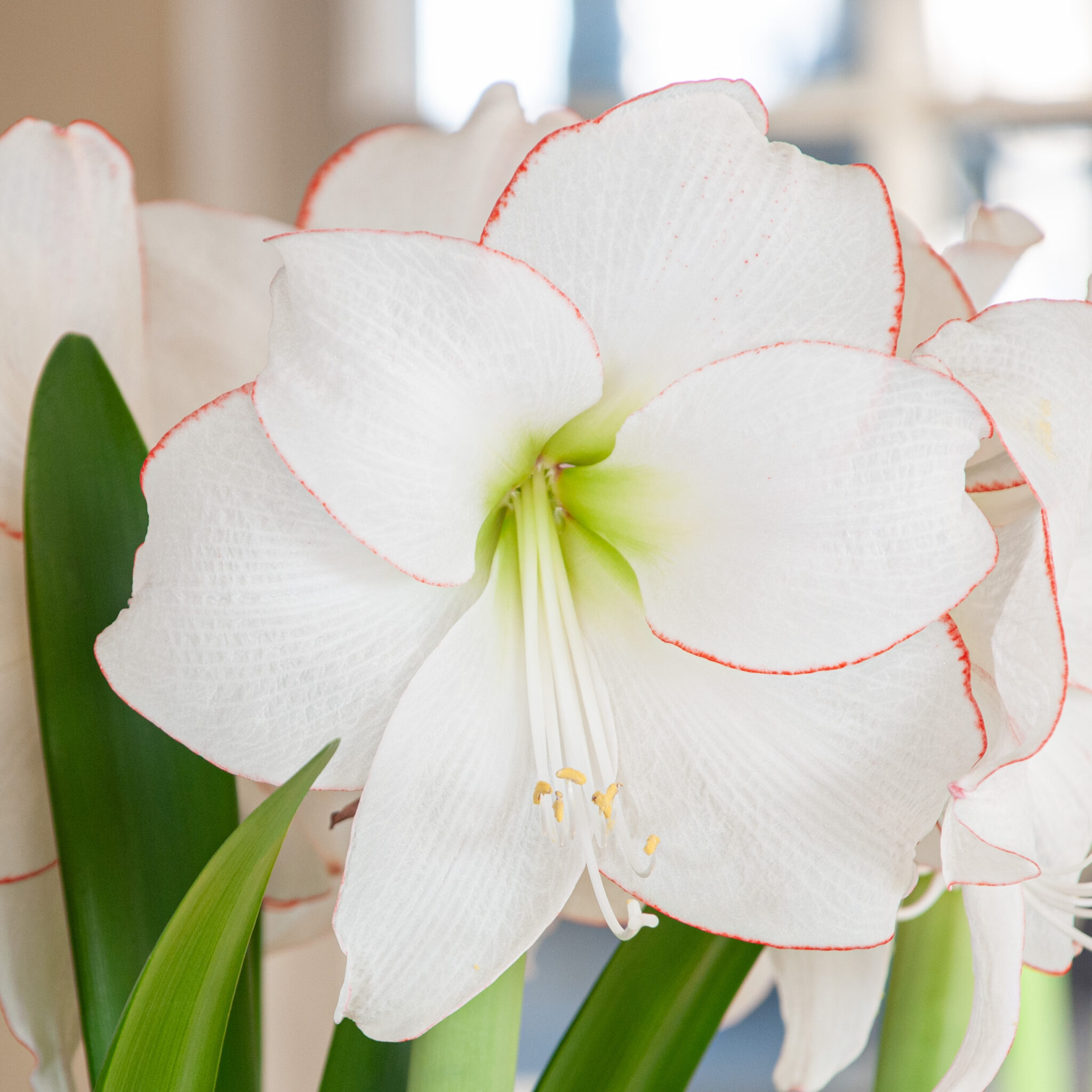 Picotee Amaryllis Bulbs | Always Wholesale Price | Colorblends®