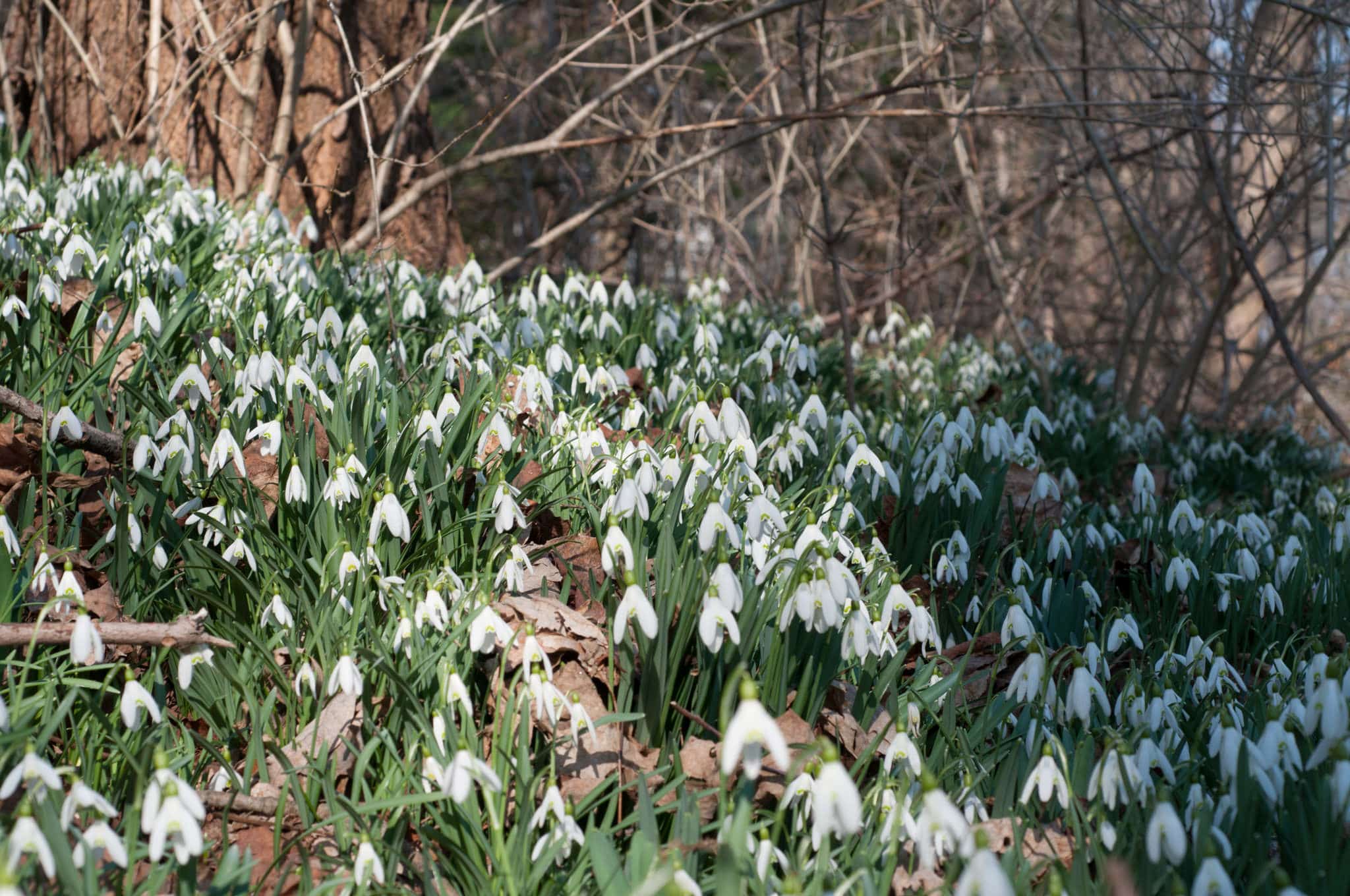 COLORBLENDS | Snowdrops: Precocious Spring