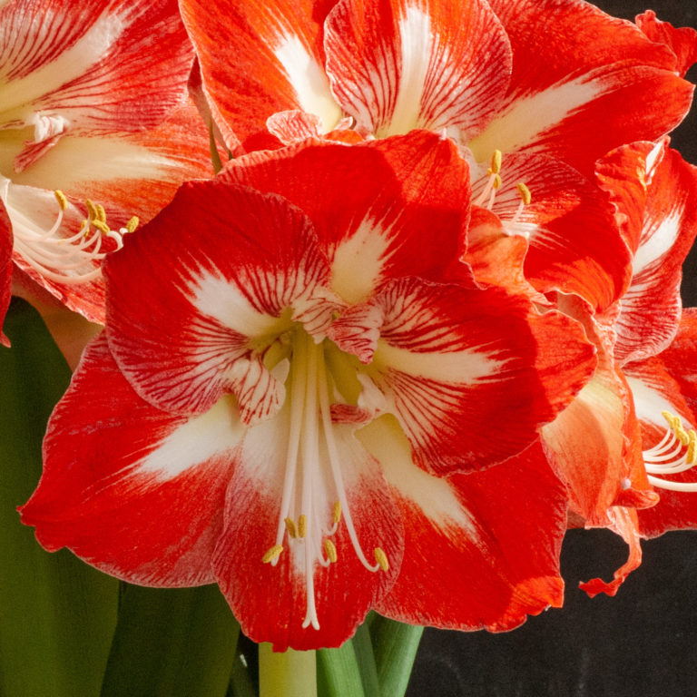 Minerva Amaryllis Bulbs | Always Wholesale Prices | Colorblends®