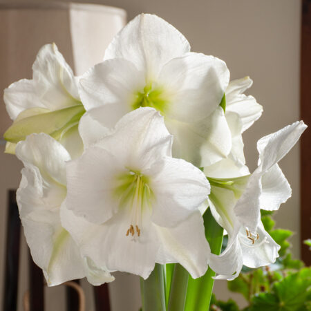 Rosy Star Amaryllis Bulbs | Wholesale Pricing | Colorblends®