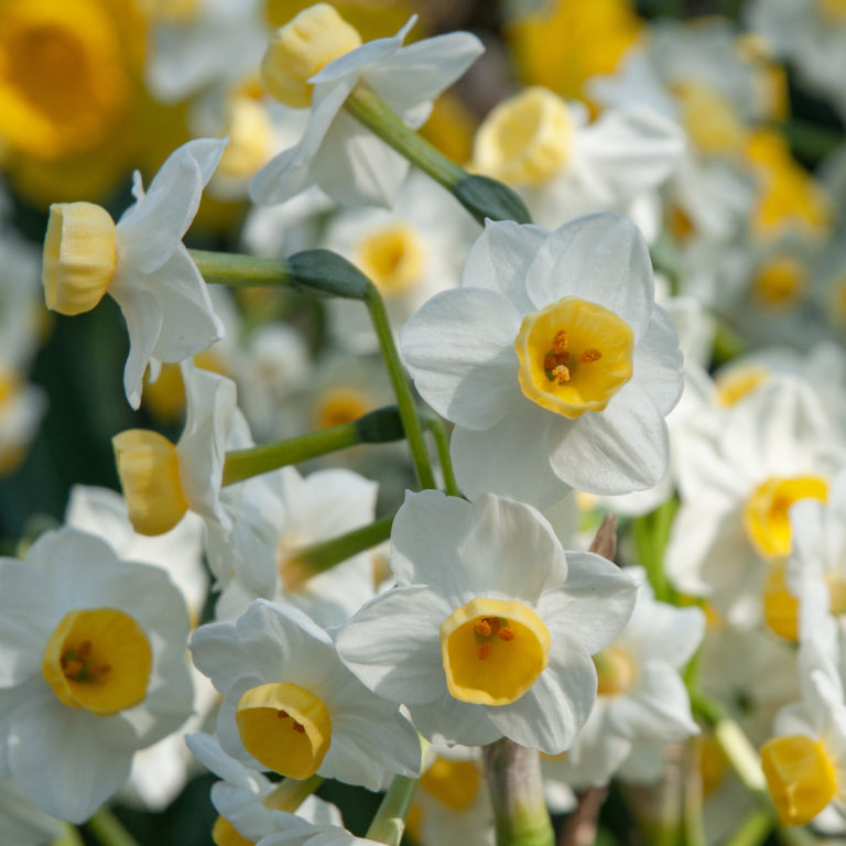 Daffodil Bulbs | Colorblends® Wholesale Flowerbulbs