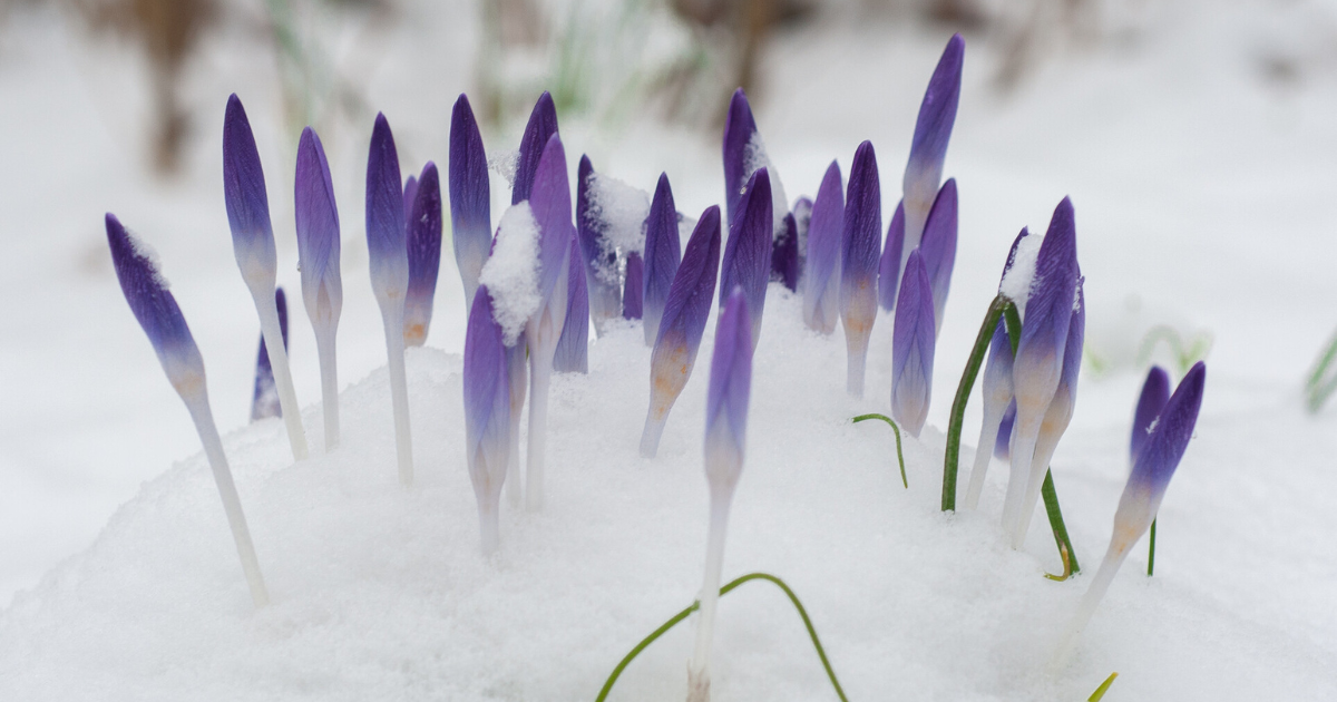 Winter Bulbs During Cold Months