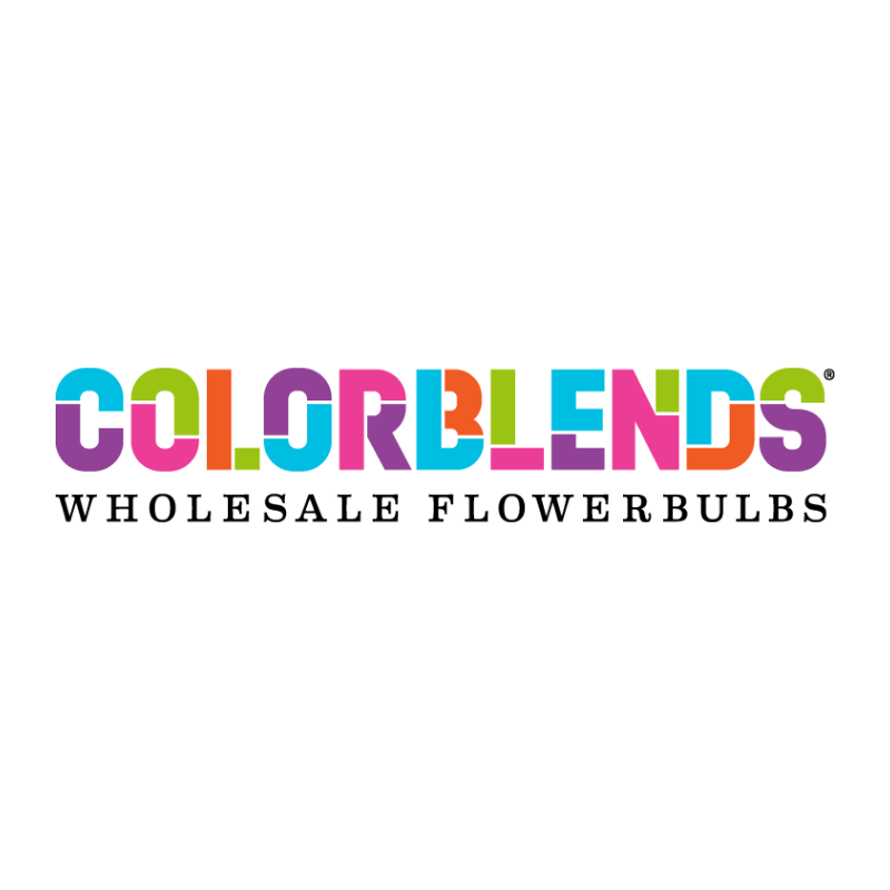 Tulip Blends | Colorblends® Flower Bulbs at Wholesale Prices