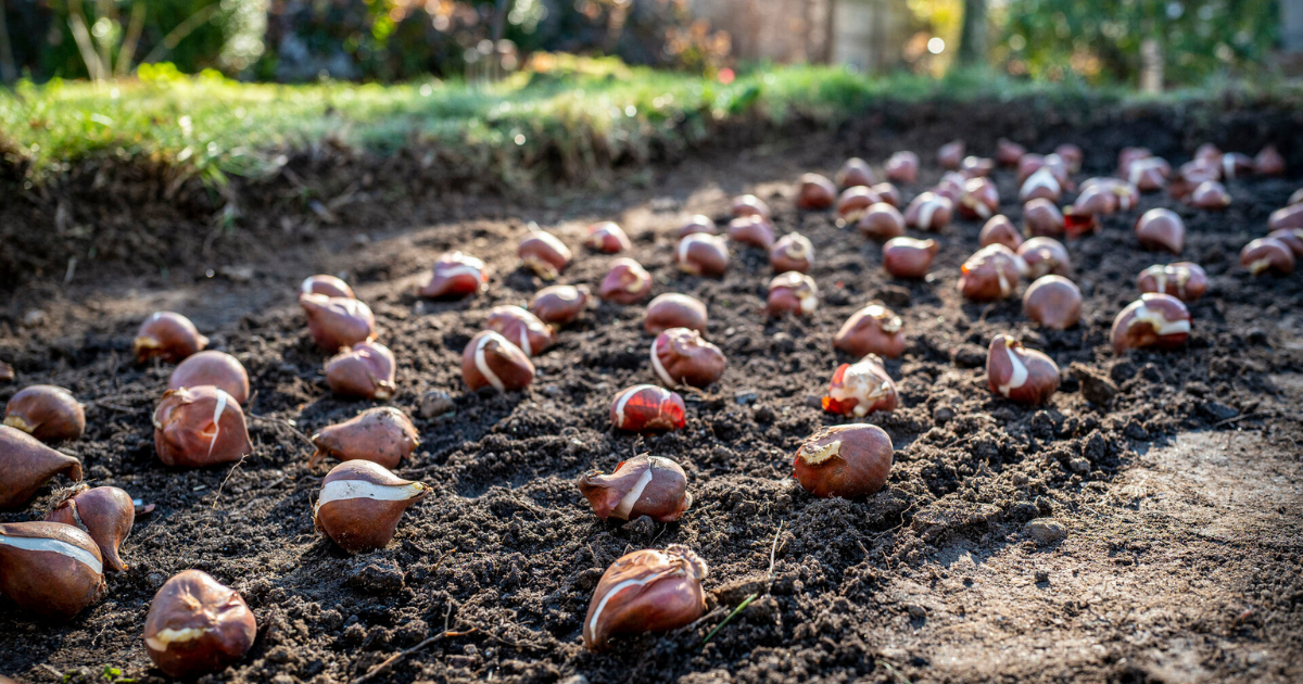 Winter Bulbs During Cold Months
