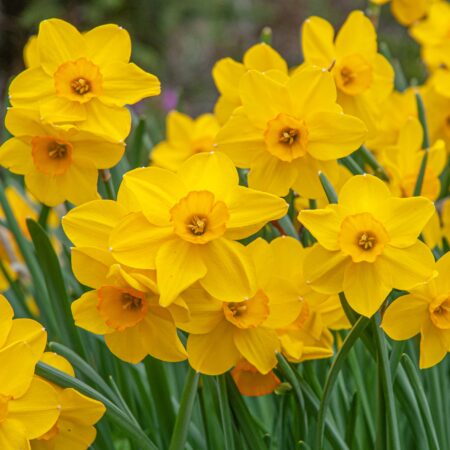 Fragrant Daffodil Bulbs | Colorblends