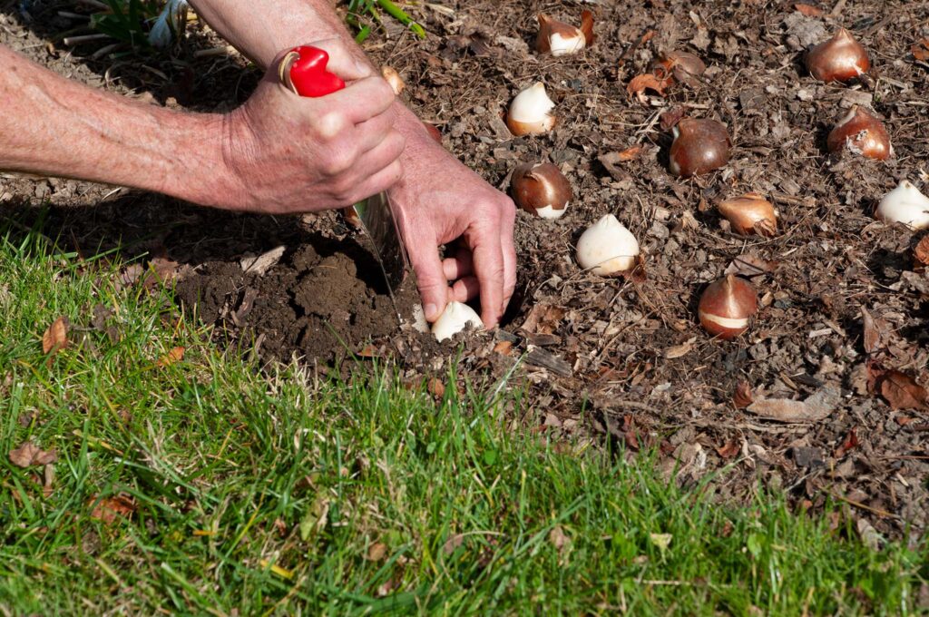 How to Plant Tulip Bulbs and Other Fall Bulbs