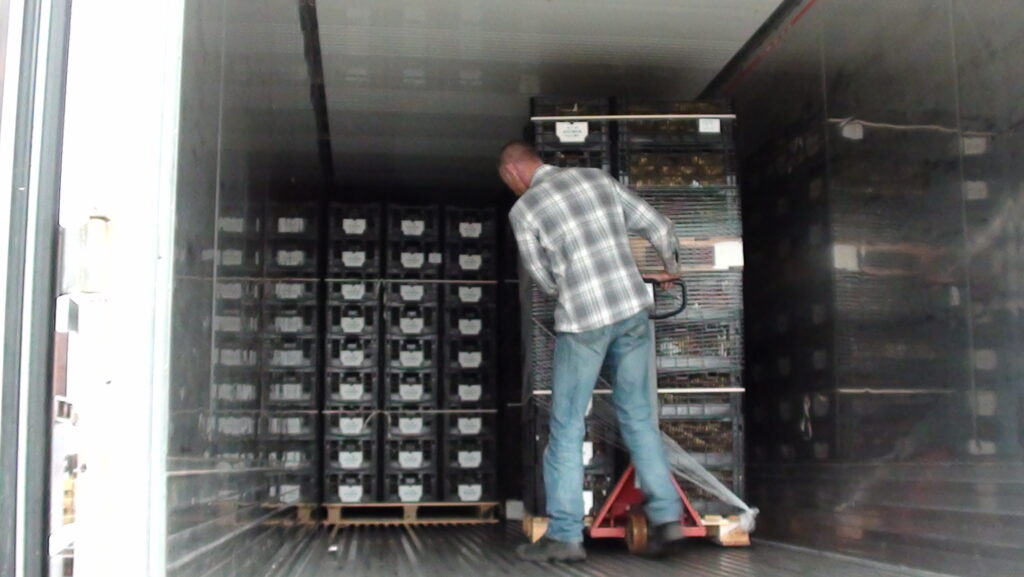 Bulb Grower Year | COLORBLENDS