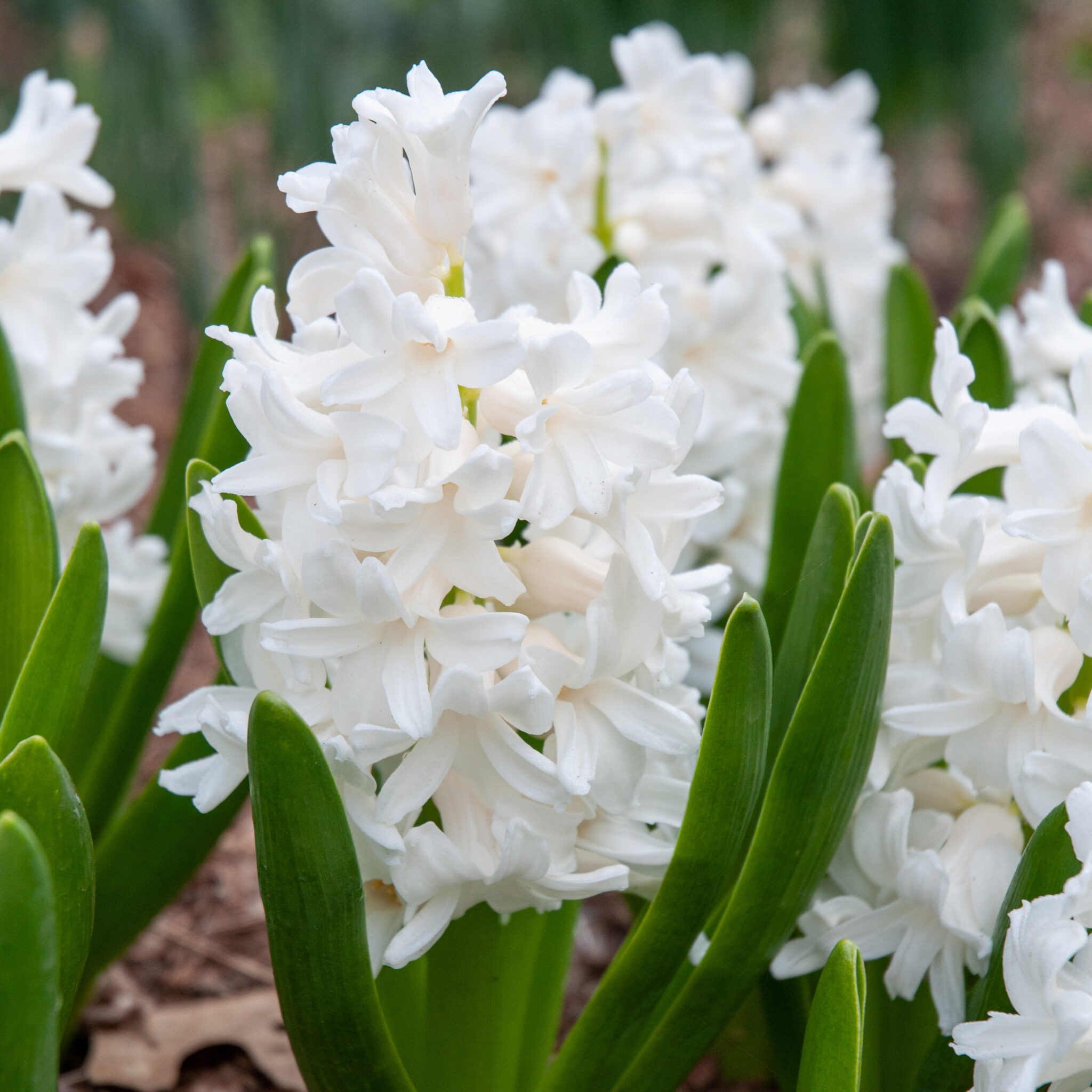 White Hyacinth Flower