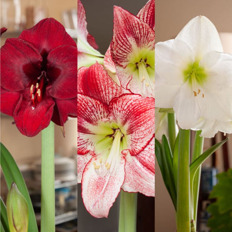 Incarnation™ Amaryllis Trio | Wholesale Pricing | Colorblends®