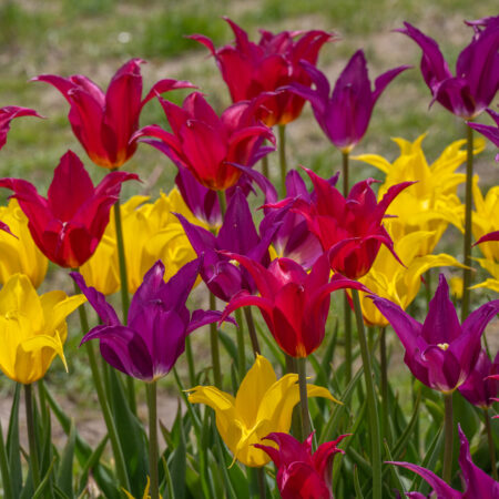 Tulip Blends | Colorblends® Flower Bulbs at Wholesale Prices