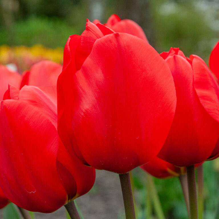 Lalibela Tulip Bulbs | Always Wholesale Pricing | Colorblends®