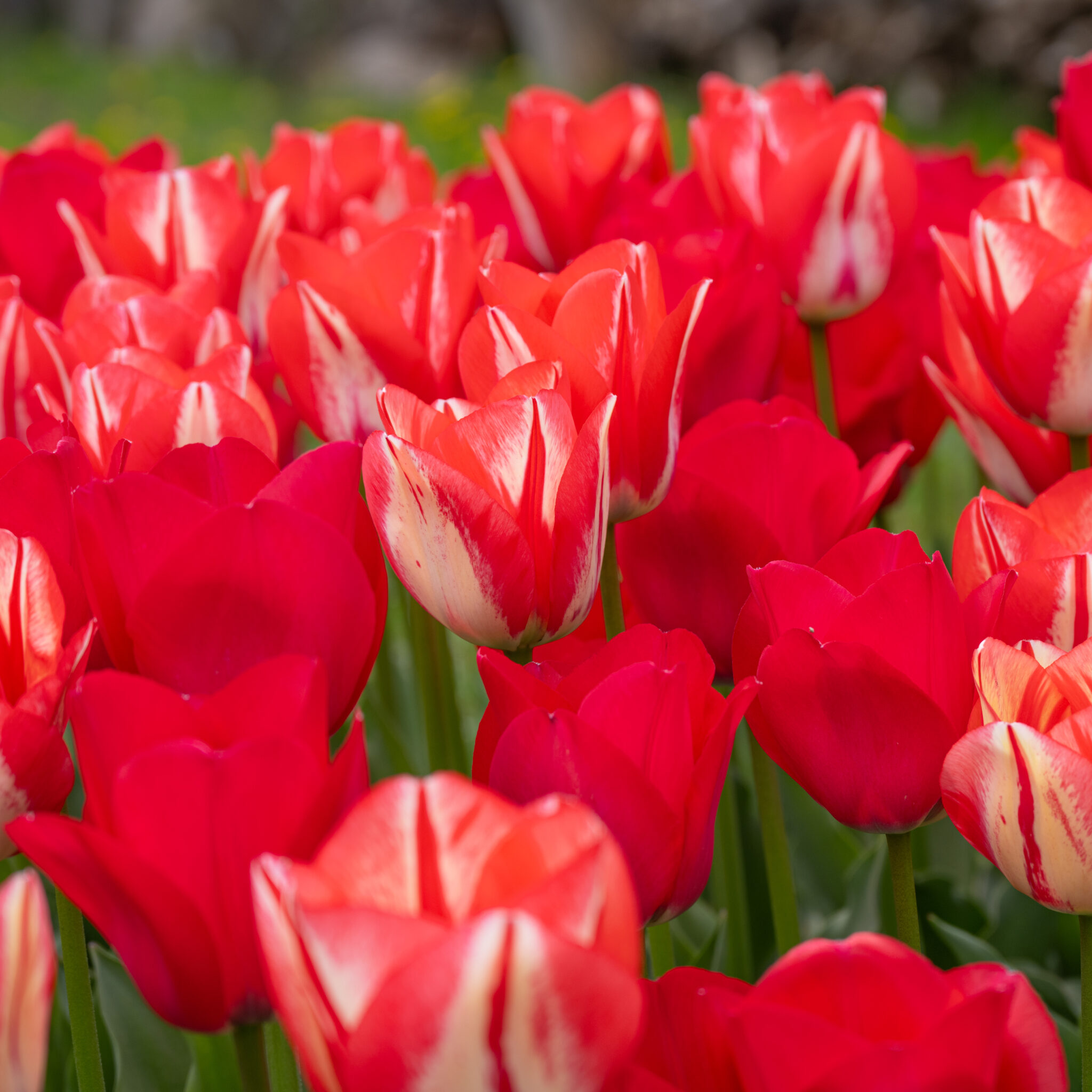 Modern Vintage Tulip Blend | Always Wholesale Pricing | Colorblends®
