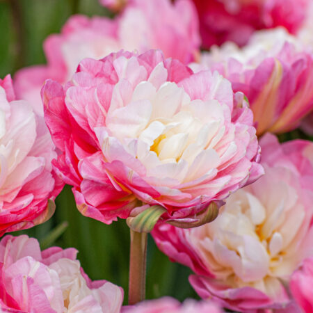 Double Tulip Bulbs | Colorblends® Wholesale Flowerbulbs