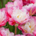 Double Tulip Bulbs | Colorblends® Wholesale Flowerbulbs