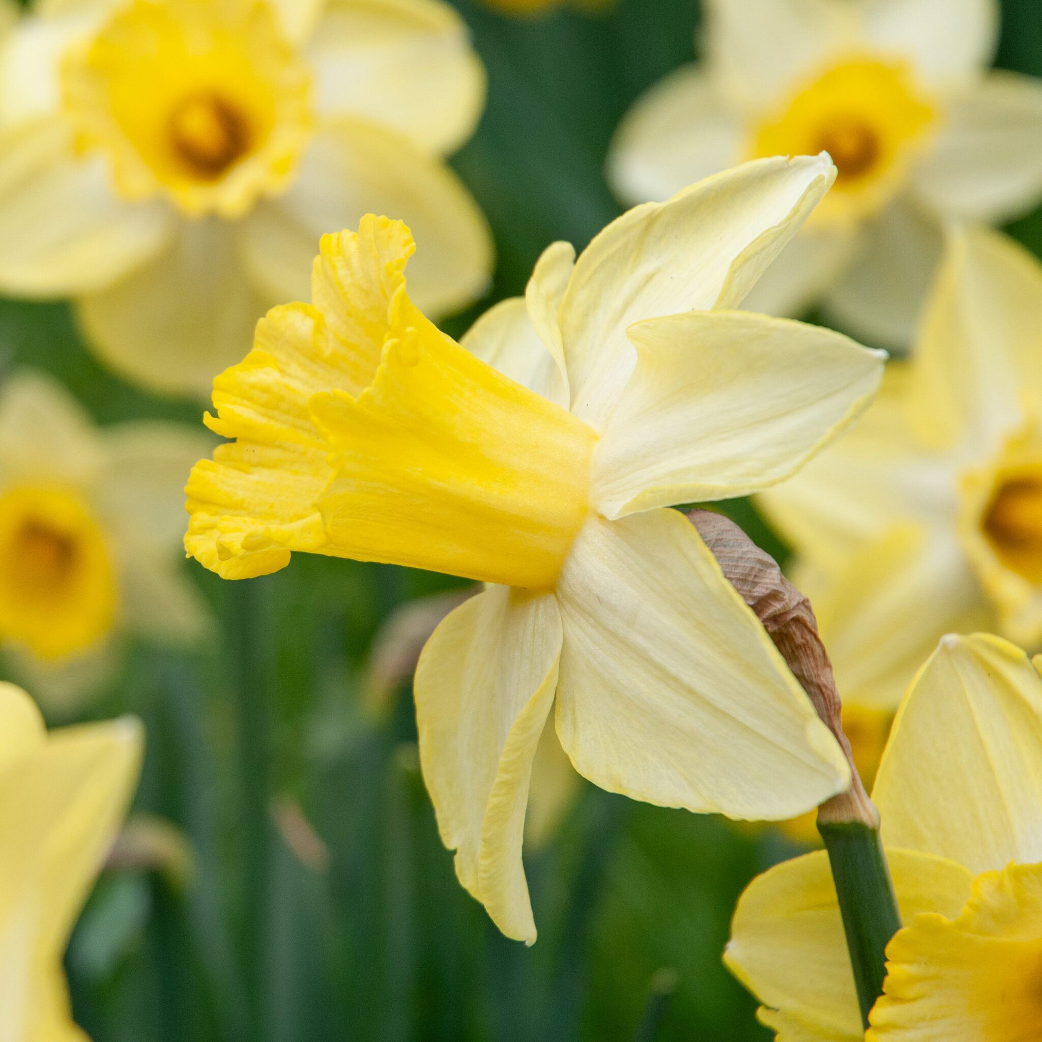 Ladea Daffodil Bulbs | Always Wholesale Pricing | Colorblends®