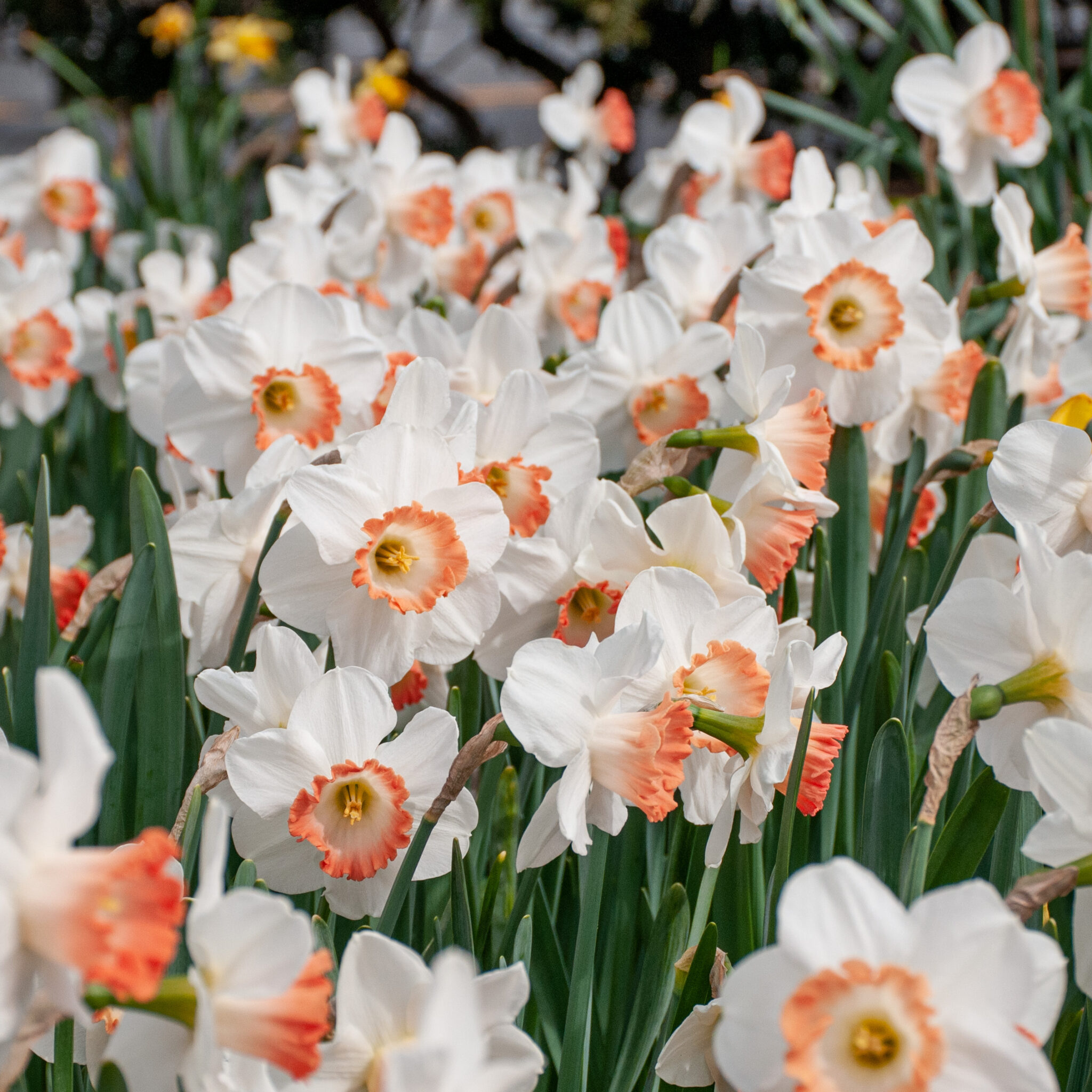 Pink Daffodil