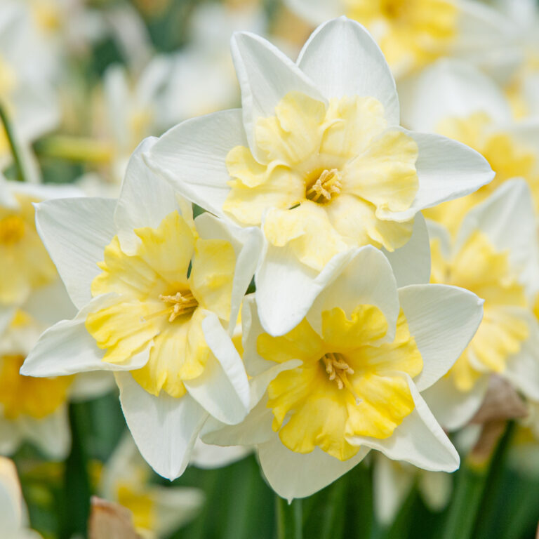 Uncommon Daffodil Bulbs | Colorblends® Wholesale Flowerbulbs