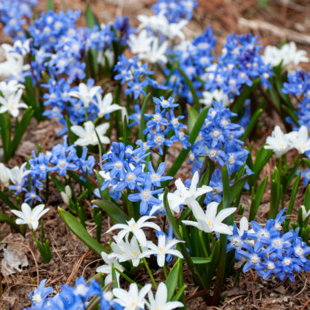 Glory of the Snow Bulbs | Always Wholesale Pricing | Colorblends®