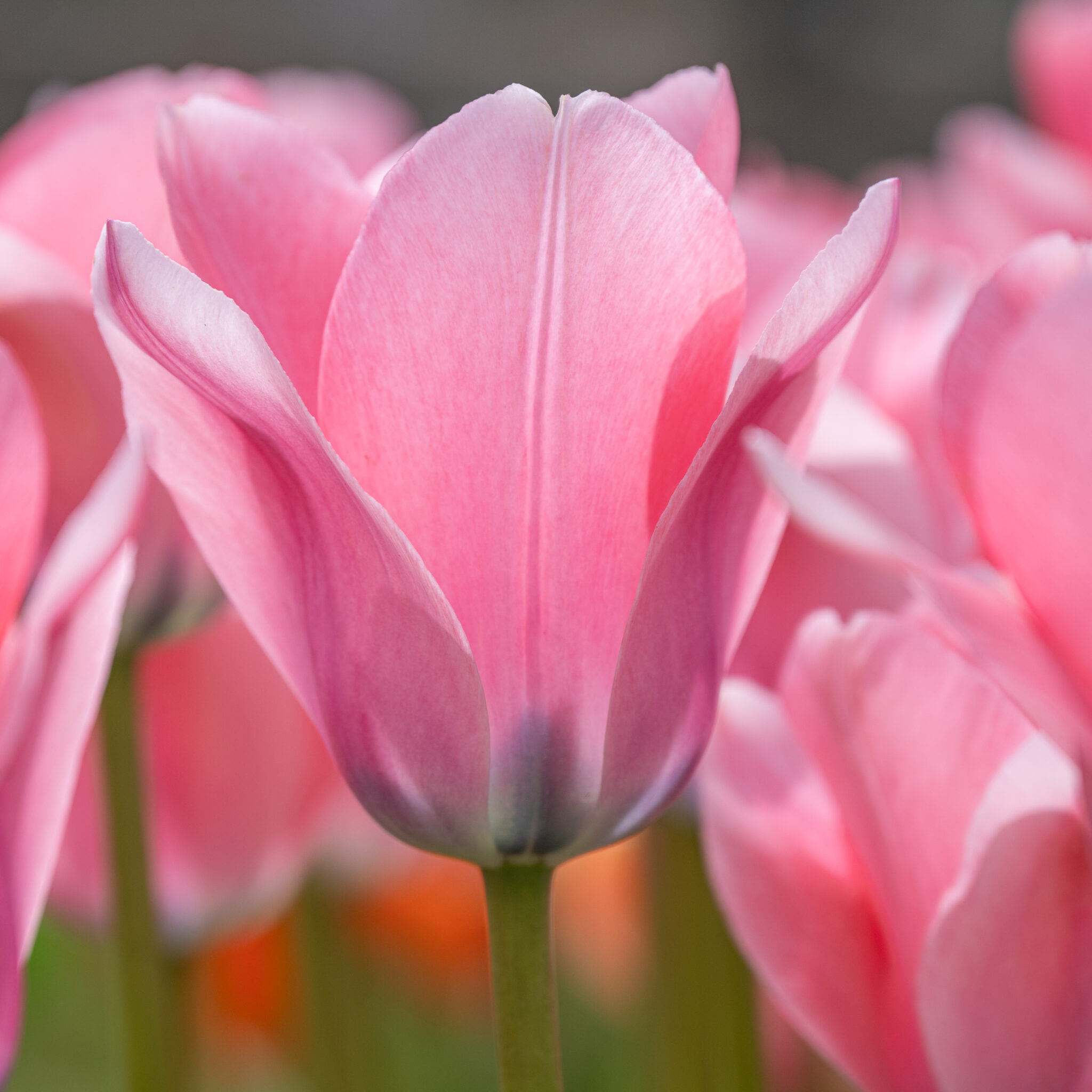 Bella Blush Tulips | Always Wholesale Pricing | Colorblends®