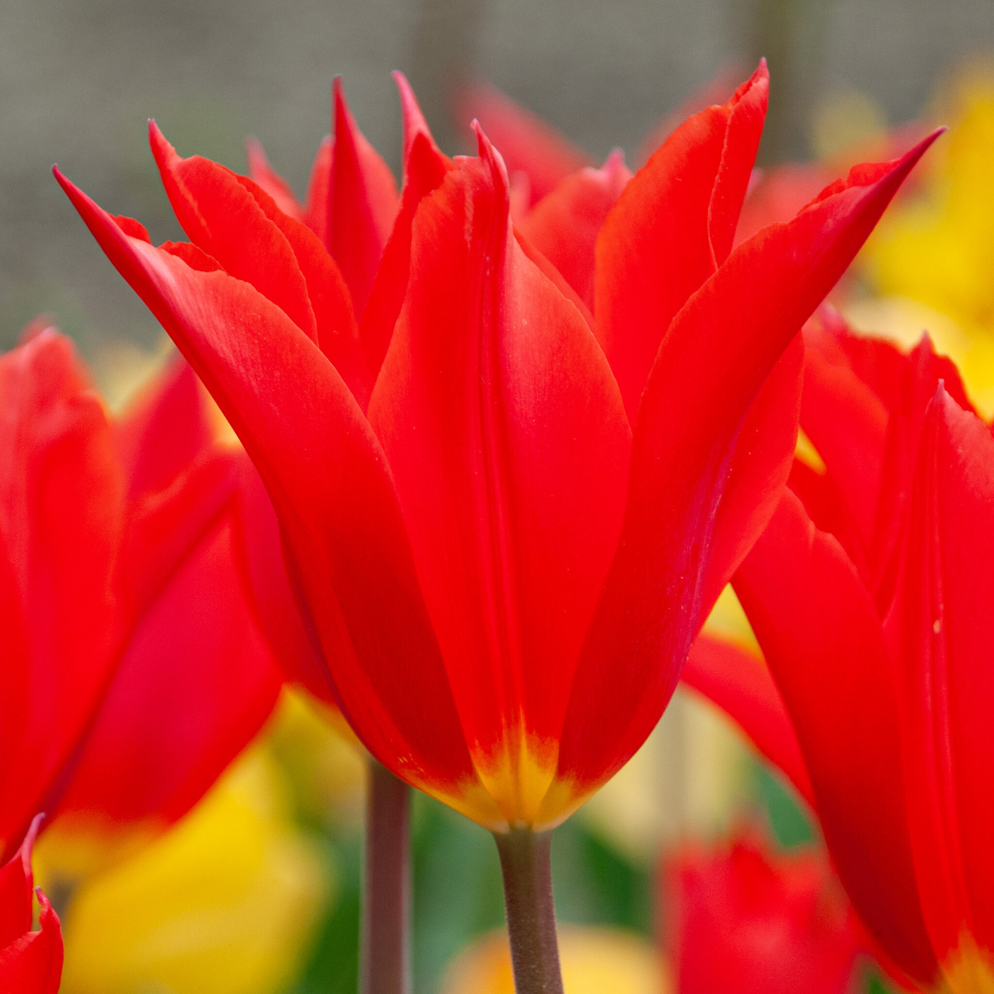 Royal Charm Tulip Bulbs | Always Wholesale Pricing | Colorblends®