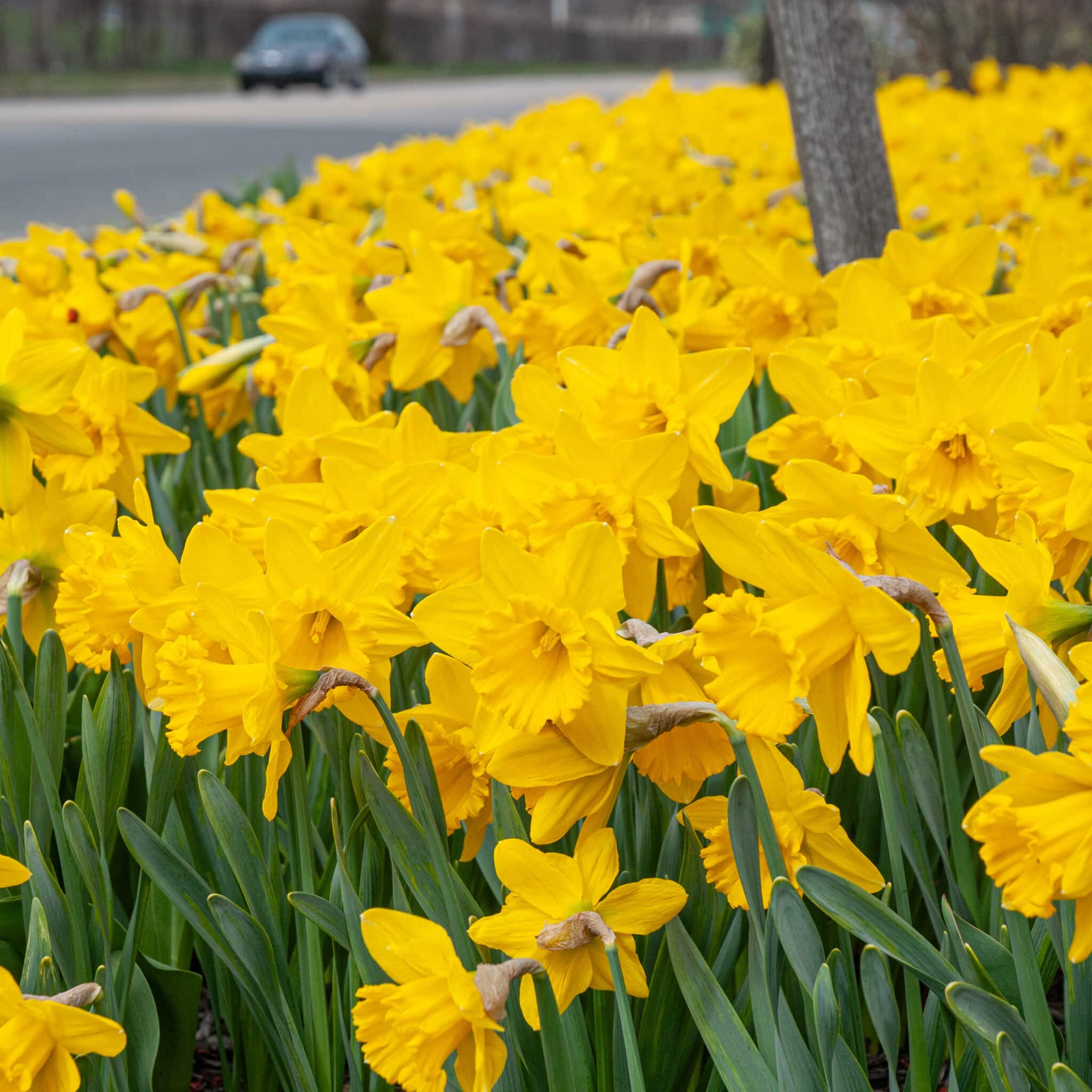 Roadside Yellow LS Daffodil Bulbs | Always Wholesale Pricing | Colorblends®