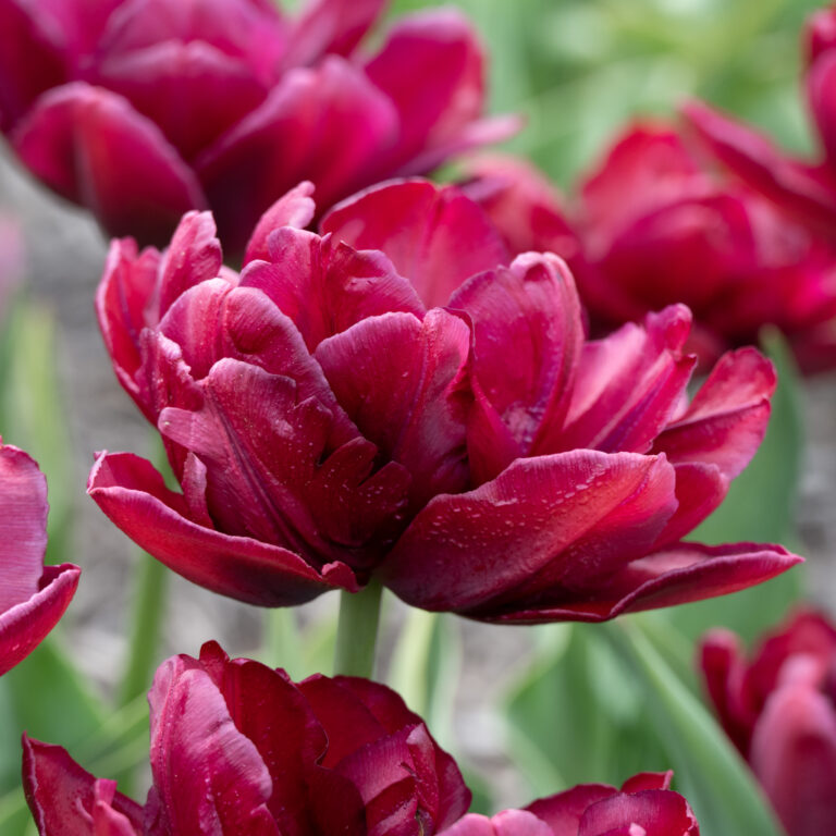 Double Tulip Bulbs | Colorblends® Wholesale Flowerbulbs