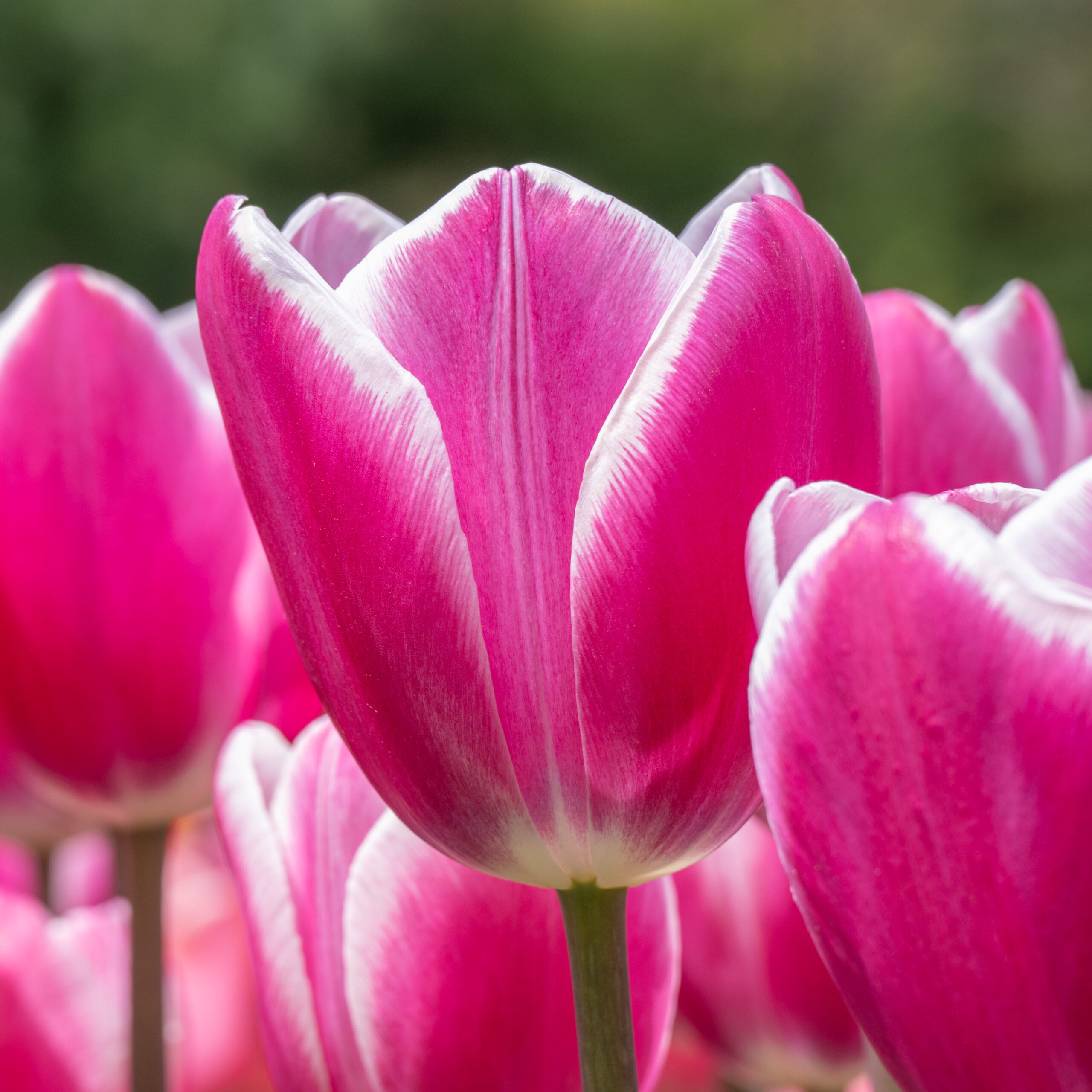 Jumbo Beauty Tulips | Always Wholesale Pricing | Colorblends®