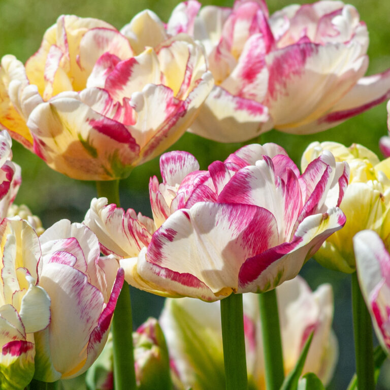 Double Tulip Bulbs | Colorblends® Wholesale Flowerbulbs