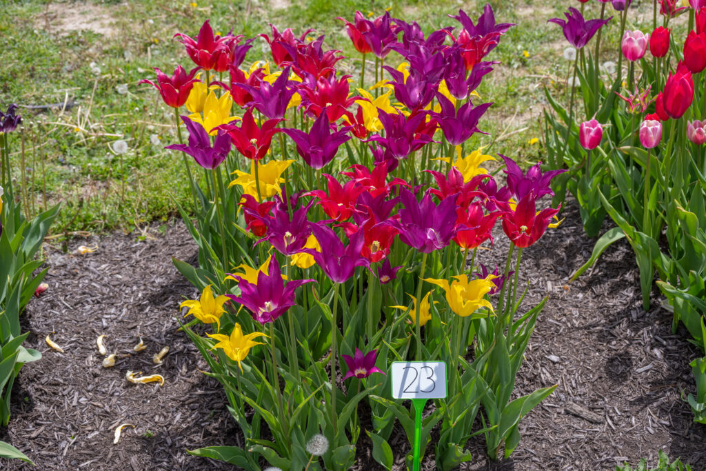 Blend Development: How It Happens at Colorblends